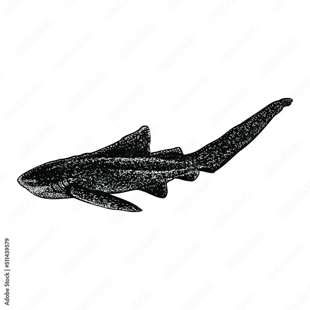 zebra shark hand drawing vector illustration isolated on background ...