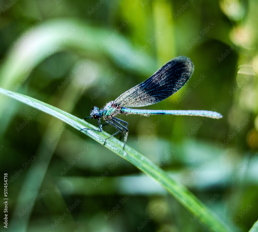 blue dragon fly Stock Photo | Adobe Stock