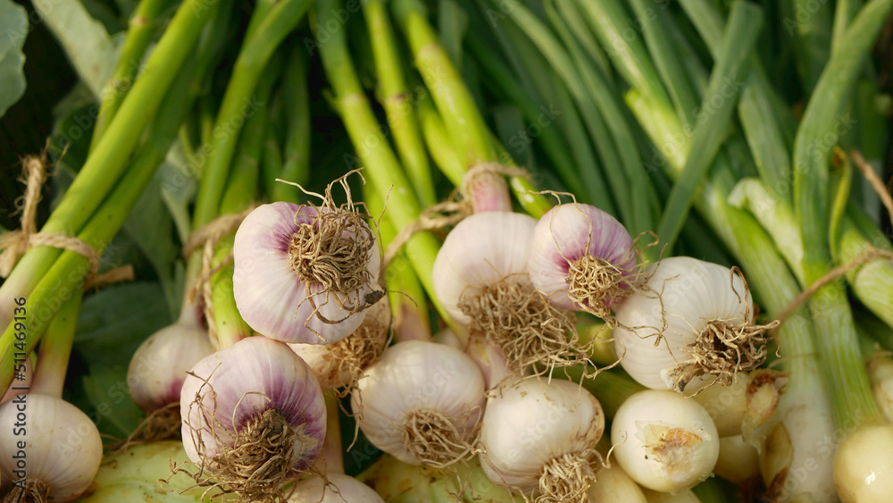 Garlic harvest onion bio bunch fresh market shop Allium sativum spring ...