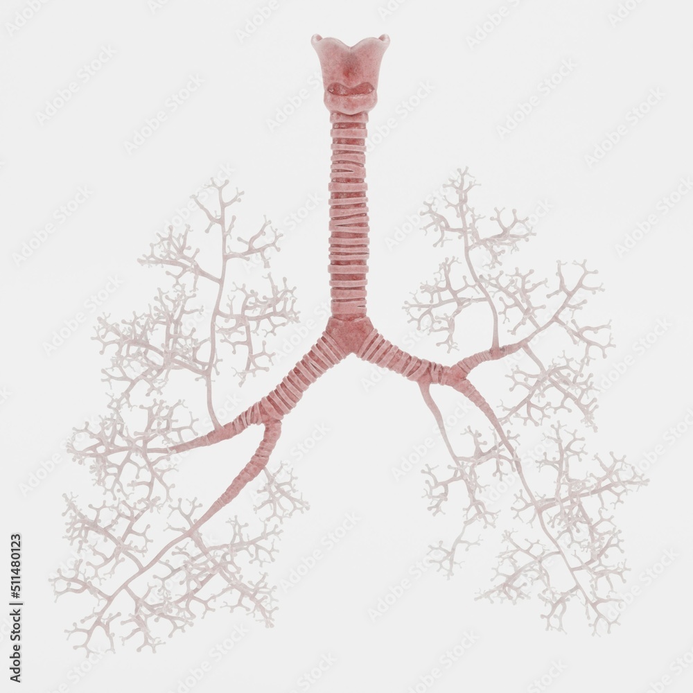 Realistic 3D Render of Trachea and Bronchi Stock Illustration | Adobe Stock