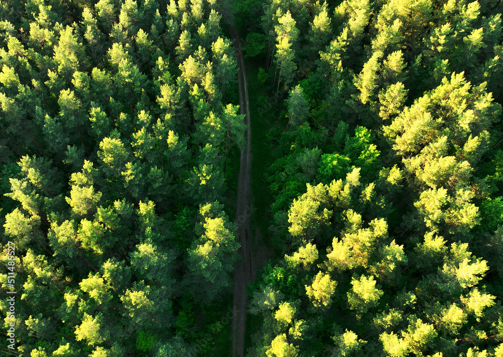 Forest Road, top view. Pathway in green woodland, drone view ...