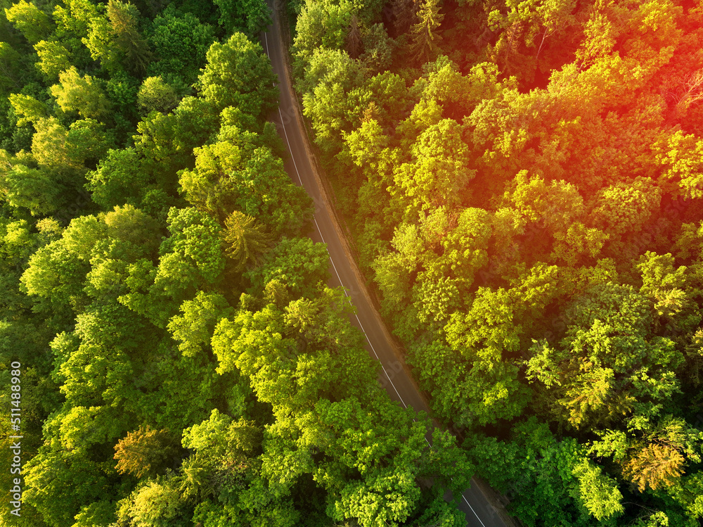 Highway in forest with pine trees, top view. Countryside Road, aerial ...