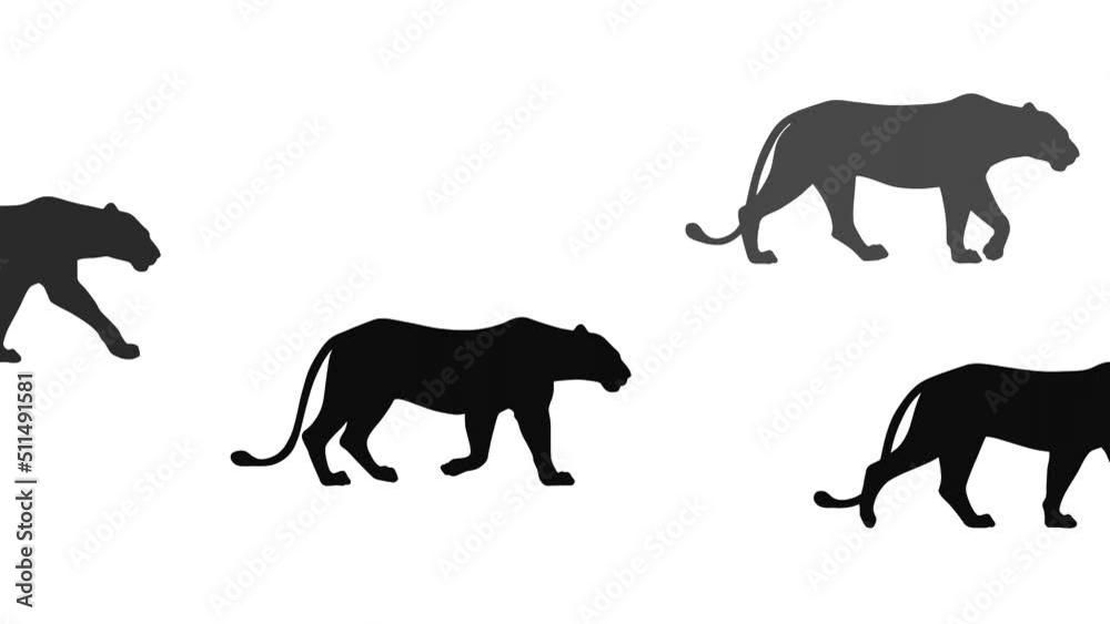 Walking lions, animation on the white background (seamless loop) Stock ...