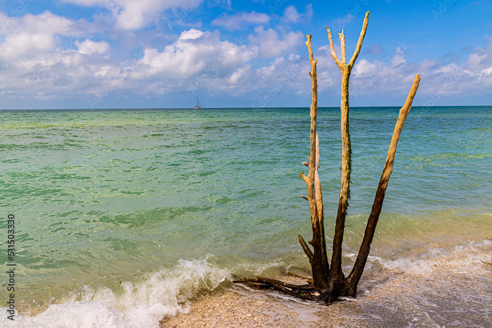 Ghost Tree in The Surf at Bowdens Beach, Sanibel Island, Florida, USA ...