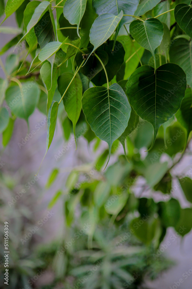 Close up of fresh Green Bo Leaf, beautiful background with Ficus ...