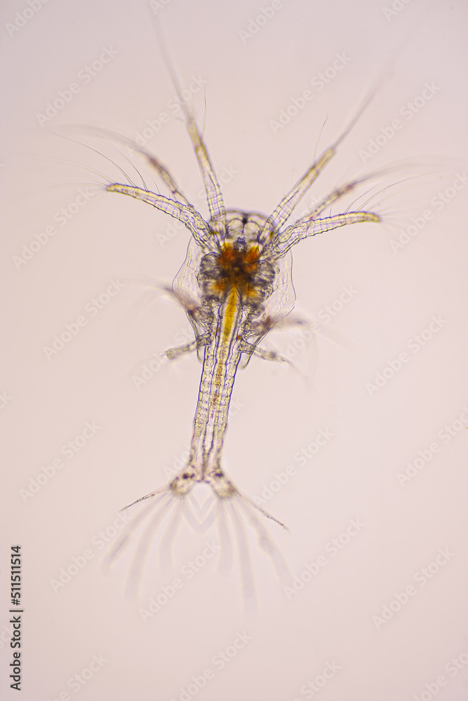 Nauplius stage of vannamei shrimp in light microscope, Shrimp larvae ...