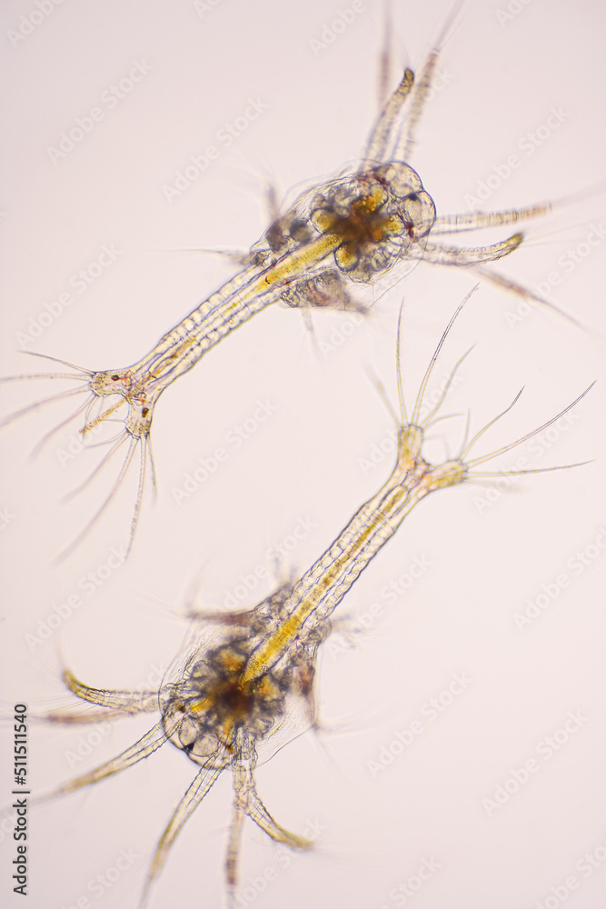Nauplius stage of vannamei shrimp in light microscope, Shrimp larvae ...