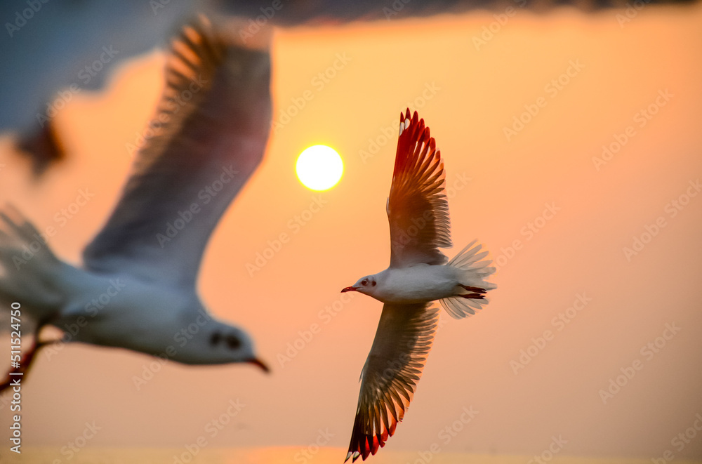 bird in flight Stock Photo | Adobe Stock