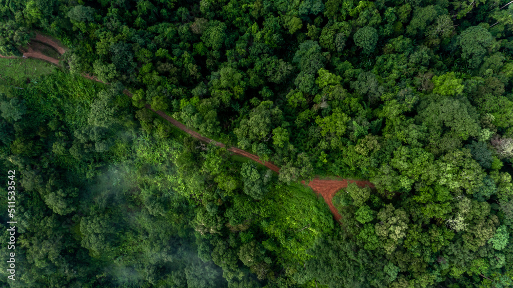 Aerial view forest tree, Tropical rainforest ecosystem healthy ...
