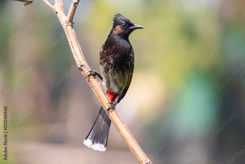 A Cute red vented bulbul bird sit on a tree branch in a bird sanctuary ...