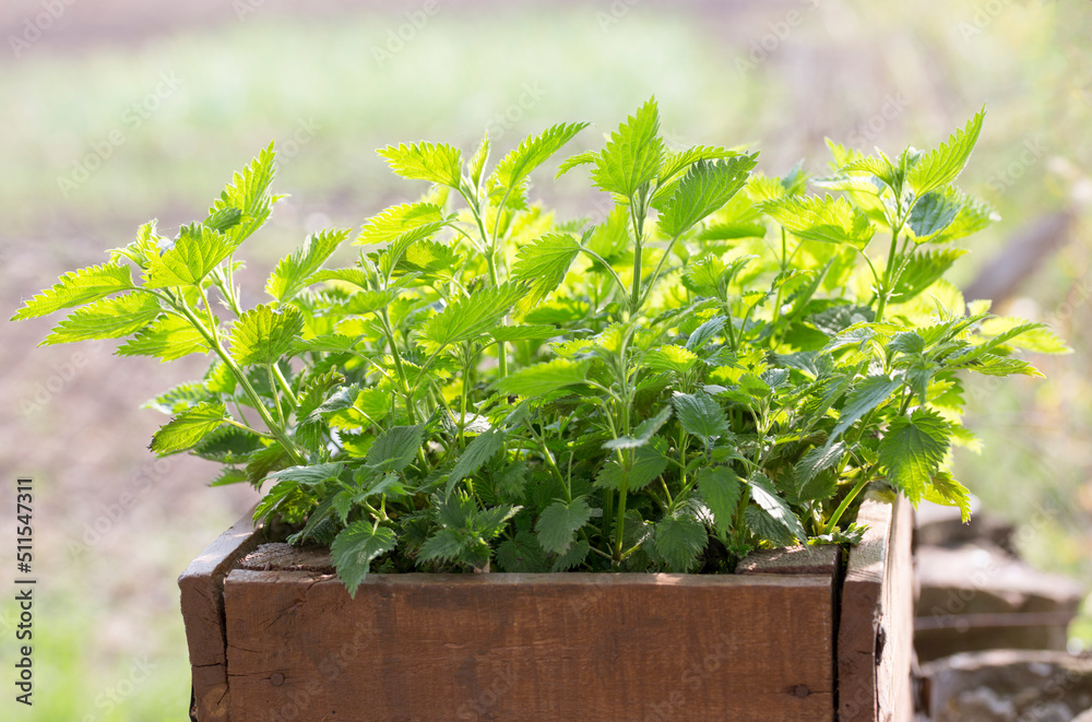 Nettle plant. Stinging nettle dioecious. Medicinal herb. Growing ...