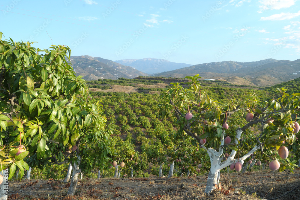 Plantation of mango fruit trees with trees full of mango fruit Stock ...