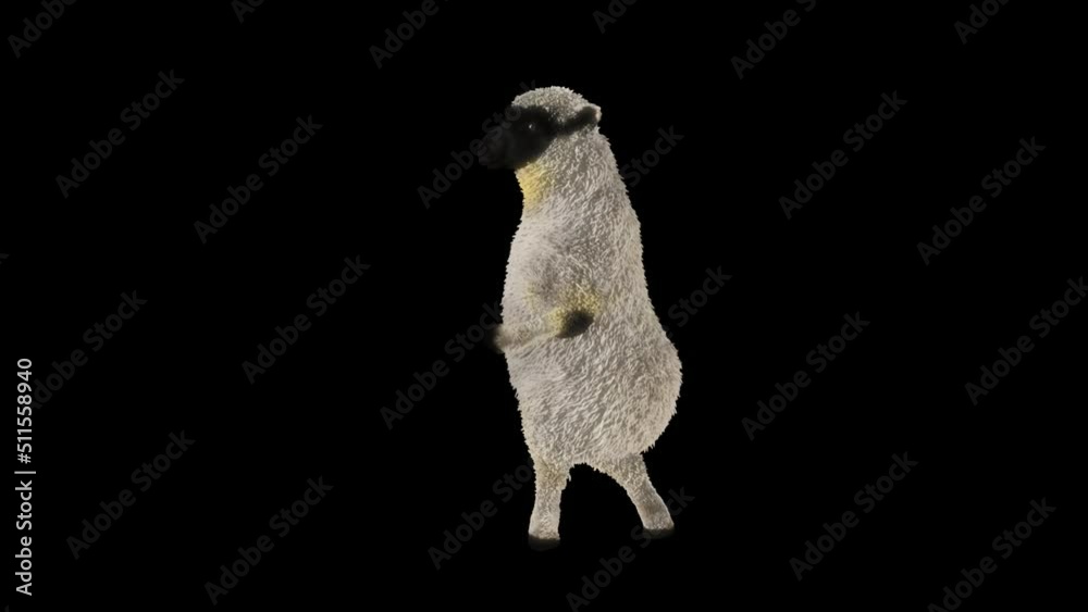 Sheep Dancing, Animal, 3d rendering, Animation Loop, cartoon, included ...