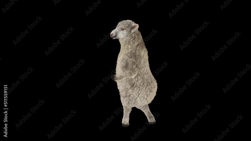 Sheep Dancing, Animal, 3d rendering, Animation Loop, cartoon, included ...