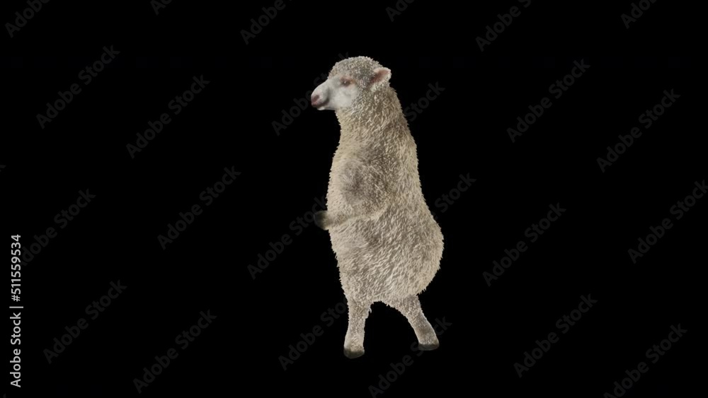 Sheep Dancing, Animal, 3d rendering, Animation Loop, cartoon, included ...