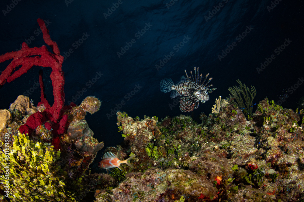 Lionfish hunts at dawn on the G-Spot divesite off the island of French ...