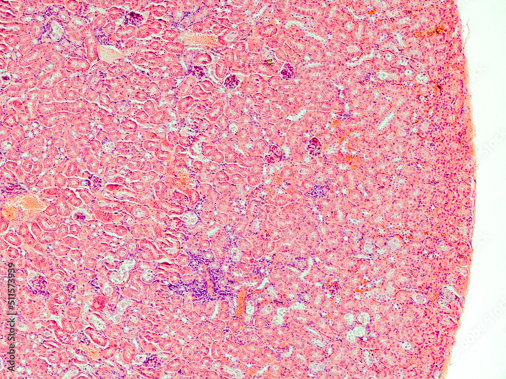 mouse kidney cross section under the microscope - optical microscope ...