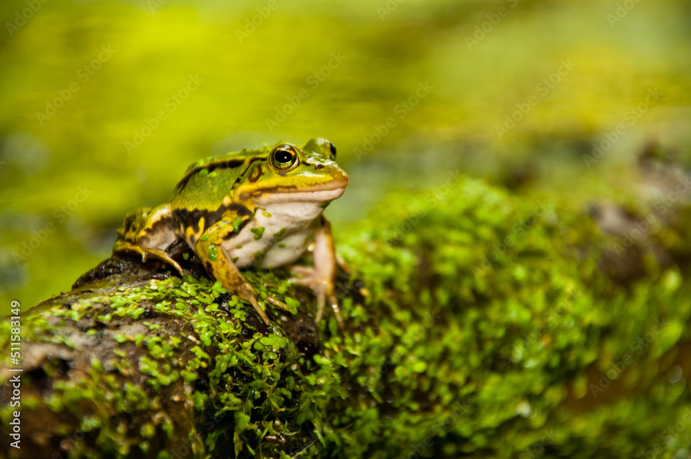 Frog in swamp Stock Photo | Adobe Stock