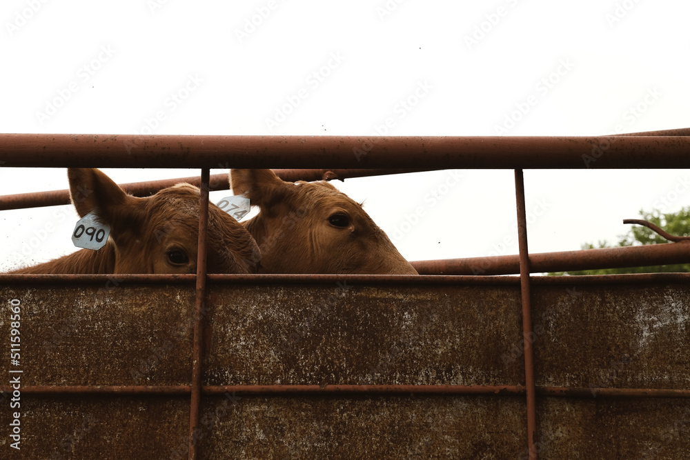 Red angus cattle going through rusty alley to chute for working of cows ...