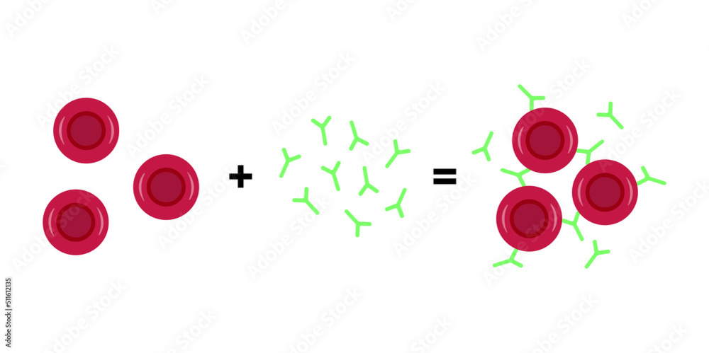 Scientific Designing of Hemagglutination. Clumping of Red Blood Cells ...