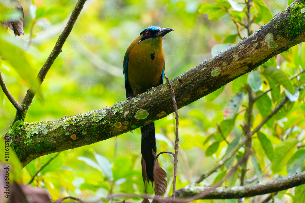 El momoto serrano3 (Momotus aequatorialis), también denominado momoto ...