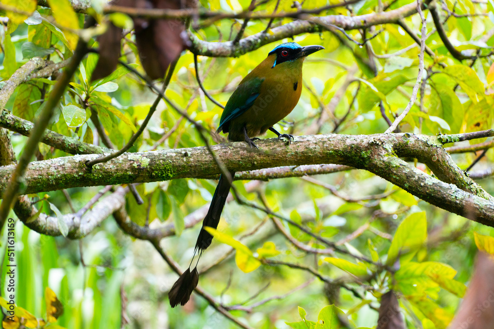 El momoto serrano3 (Momotus aequatorialis), también denominado momoto ...