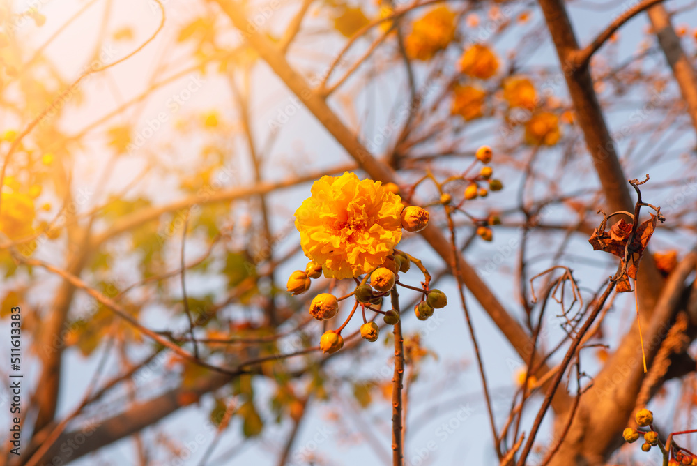 Cochlospermum regium, also known as Yellow Cotton Tree In Thailand it ...