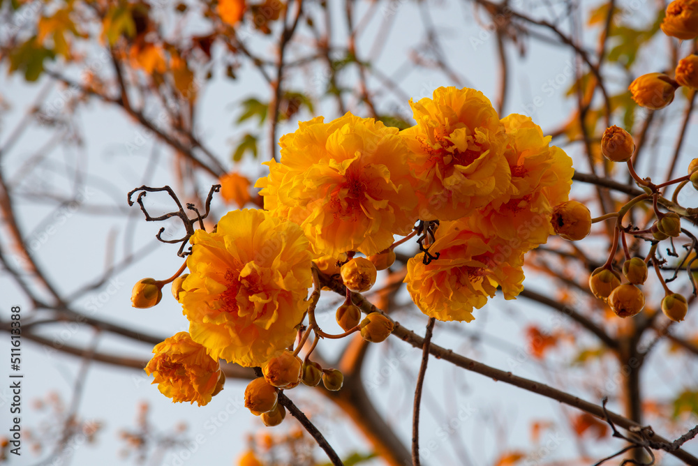 Cochlospermum regium, also known as Yellow Cotton Tree In Thailand it ...