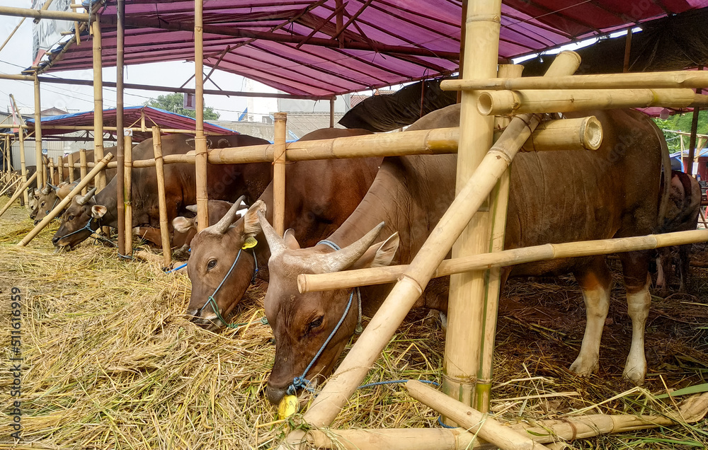 Cattle, cows ( sapi ) in animal markets to prepare sacrifices on Eid al ...