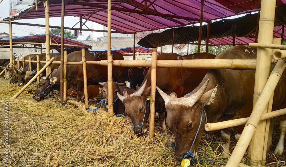 Cattle, cows ( sapi ) in animal markets to prepare sacrifices on Eid al ...