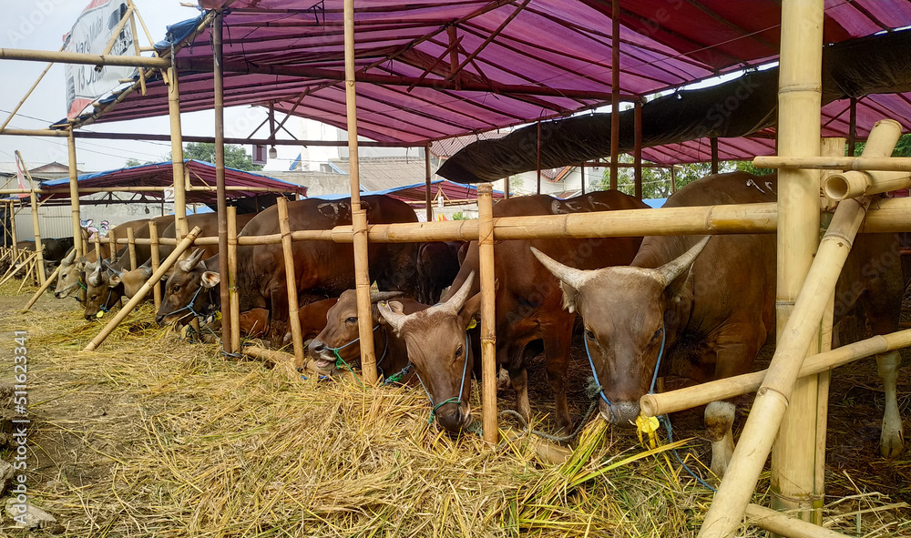 Cattle, cows ( sapi ) in animal markets to prepare sacrifices on Eid al ...