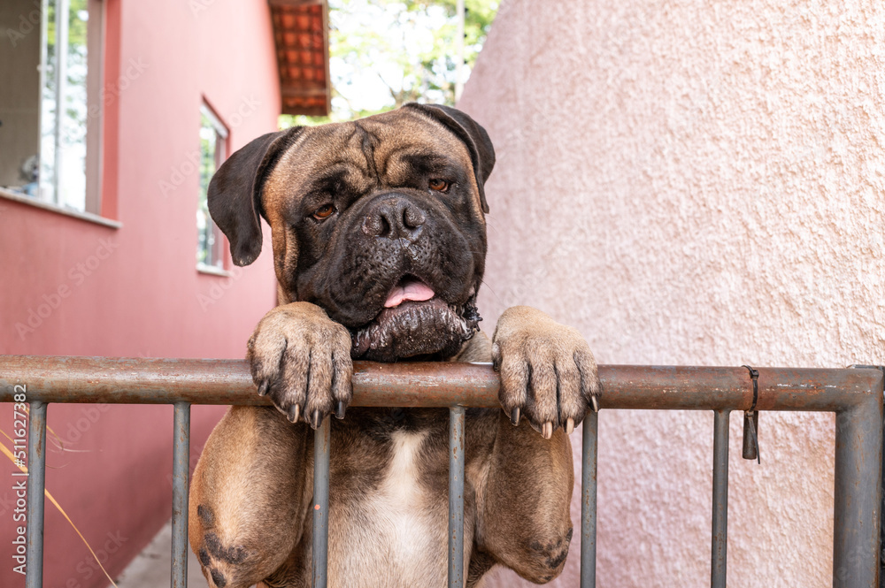 boxer dog in the hallway behind a small gate looking at the camera ...