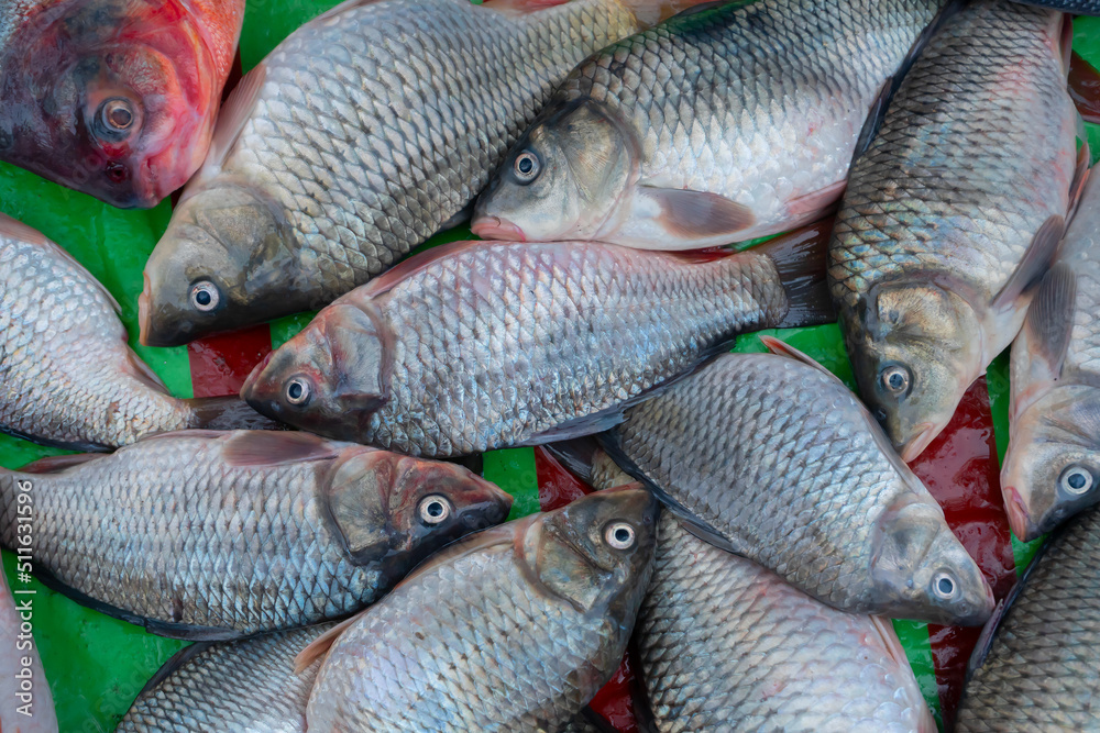 Bhetki or barramundi (Lates calcarifer) or Asian sea bass, is a popular ...