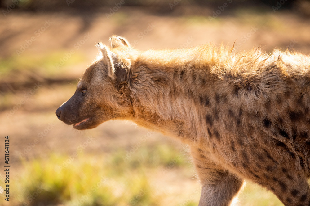 Beautiful African scene of a hyena walking through the African savannah ...