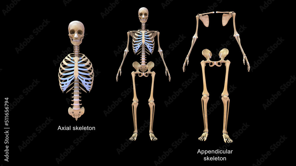 Human Axial skeleton and Appendicular skeleton bones anatomy 3d ...