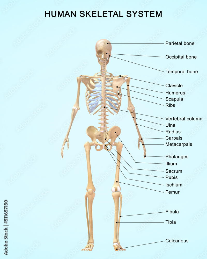 Skeletal System Support