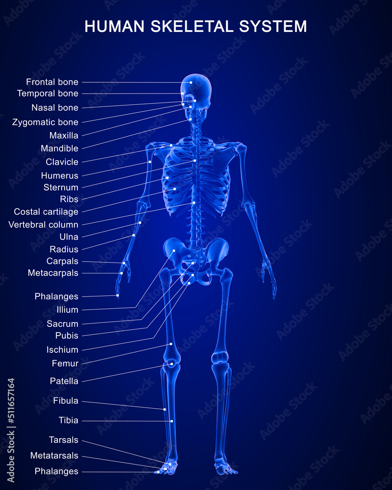 The skeletal system works as a support structure for your body. It ...