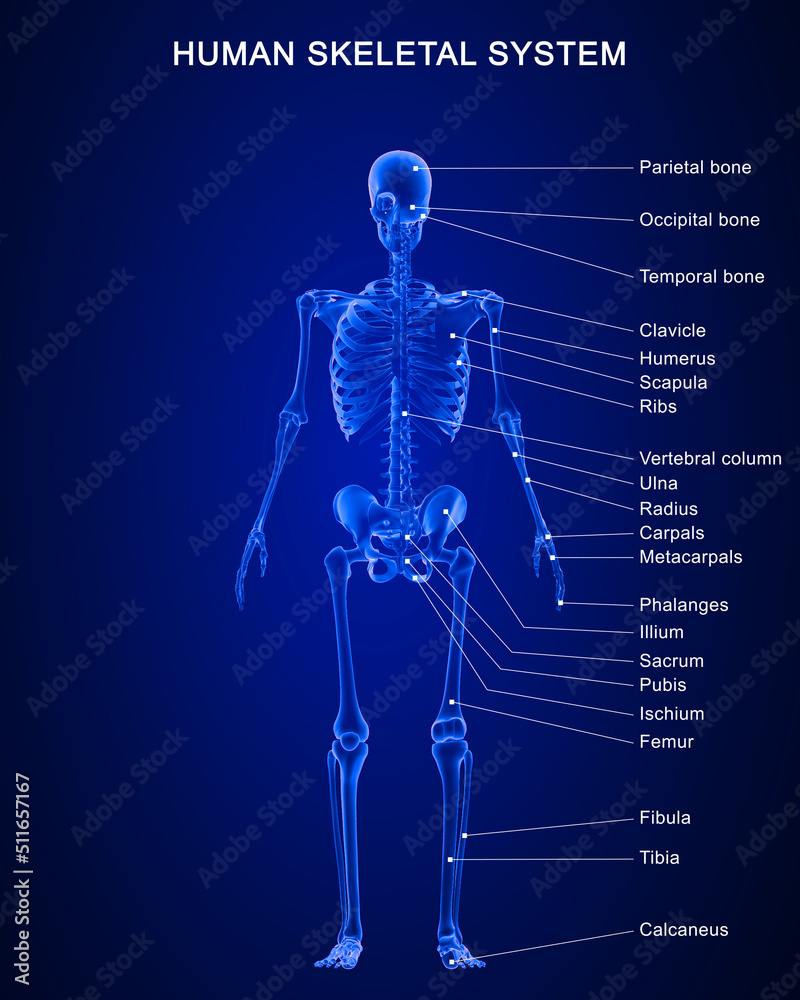 The skeletal system works as a support structure for your body. It ...