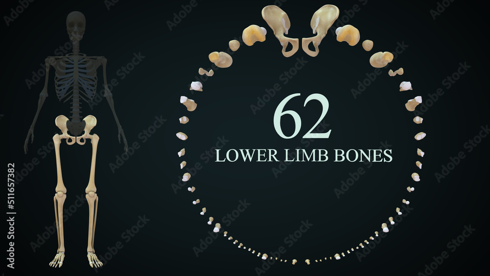 Poster Lower Limb Bones: There are 30 bones in each lower limb – Wall ...