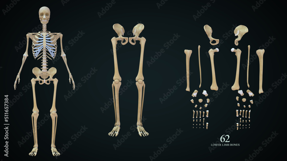 Lower Limb Bones: There are 30 bones in each lower limb. These are the ...