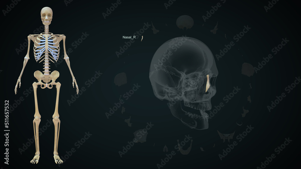 The human skull is a bony structure, the head in the skeleton, which supports the structures of ...