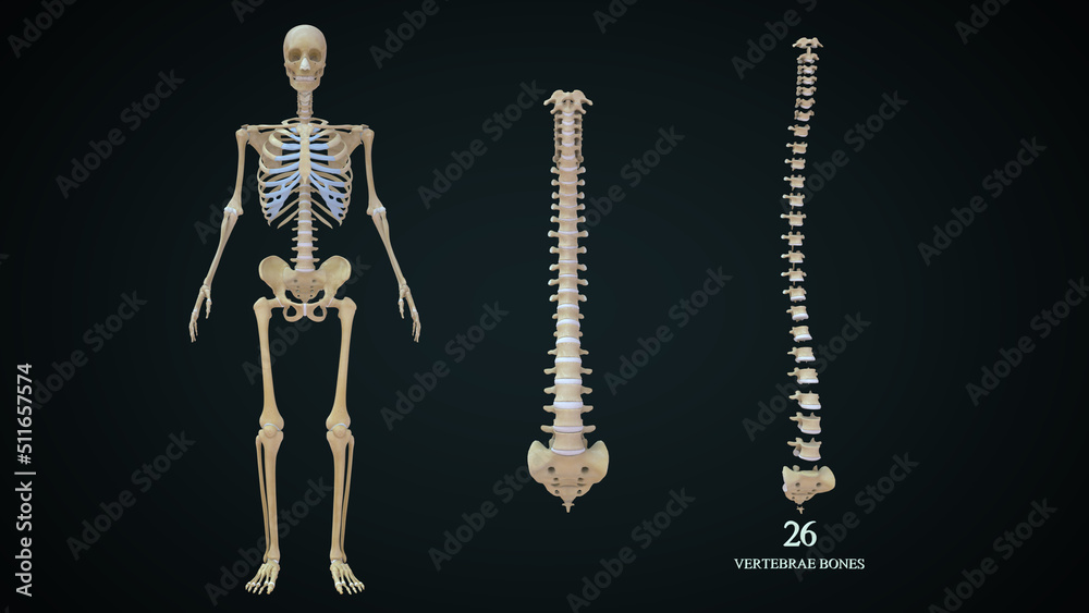 The vertebrae (back bones) of the spine include the cervical spine (C1 ...