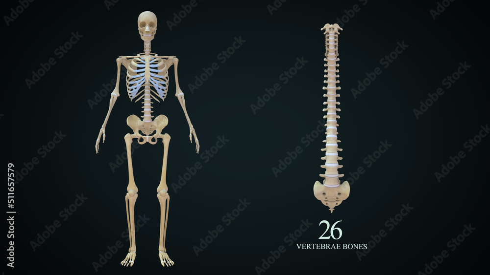 The vertebrae (back bones) of the spine include the cervical spine (C1 ...