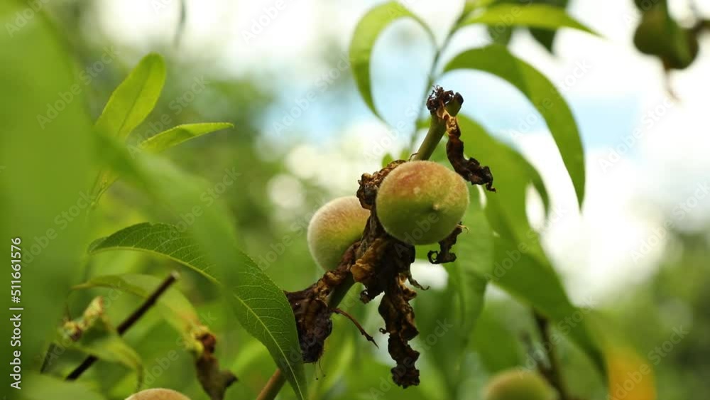 Damaged leaf peach disease taphrina deformans, branch of a peach tree ...
