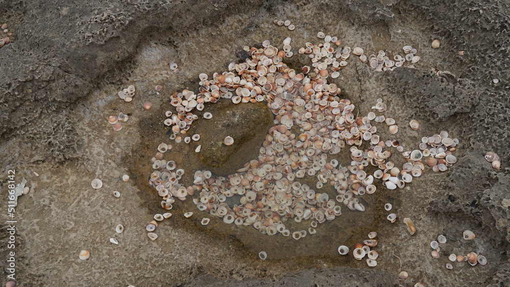 Volcanogenic rock slabs of Tel Dor(Israel)filled with shells of sea ...