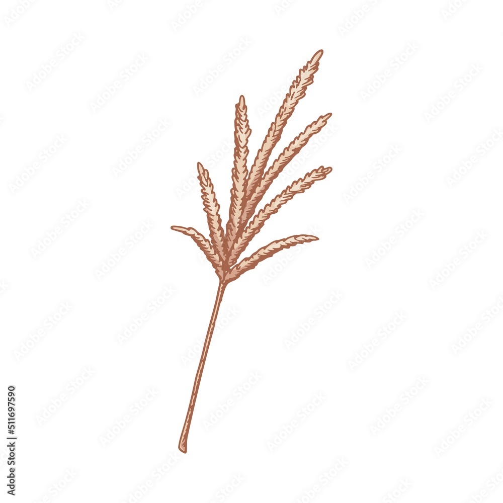 Hand drawn pampas grass isolated on white background. Vector ...