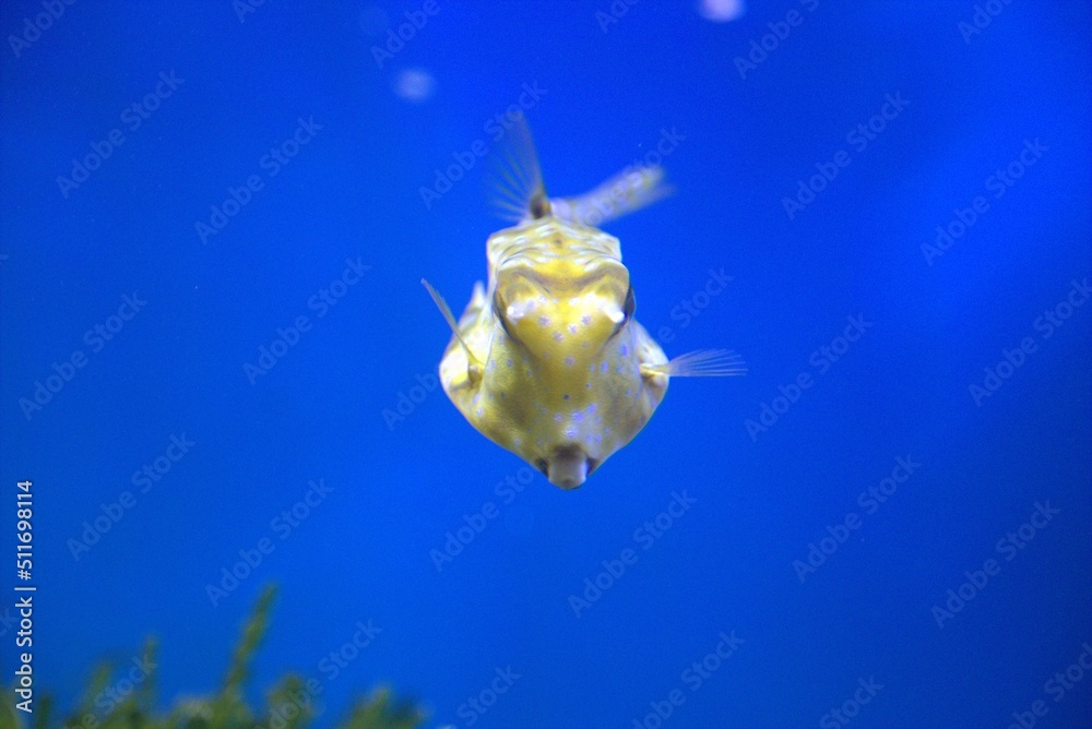 long-horned yellow body, cow fish yellow longhorn coachman, coachman ...