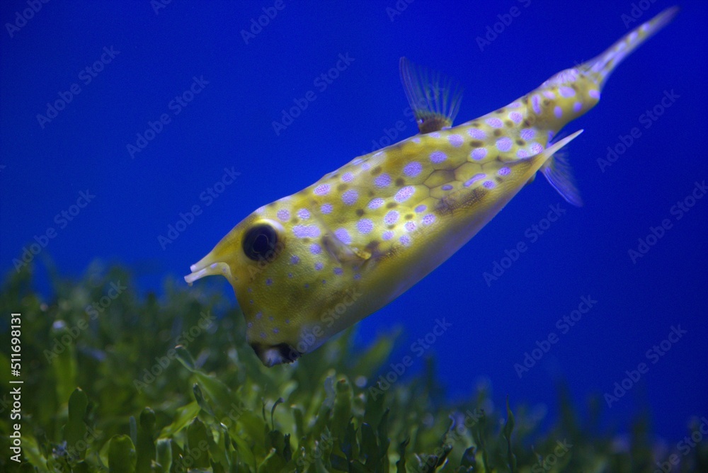 long-horned yellow body, cow fish yellow longhorn coachman, coachman ...