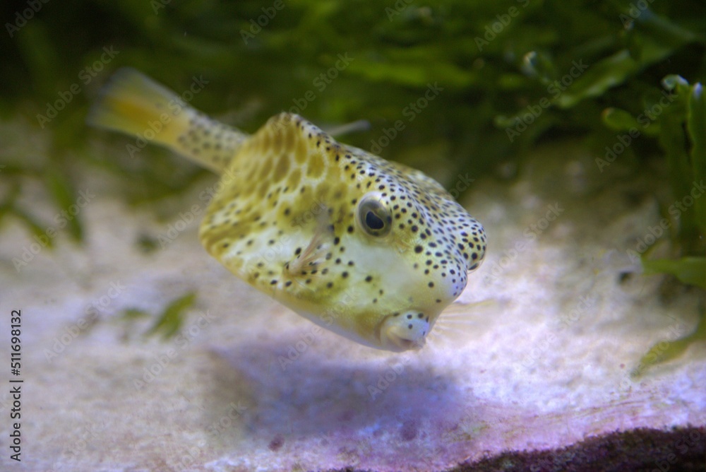 long-horned yellow body, cow fish yellow longhorn coachman, coachman ...