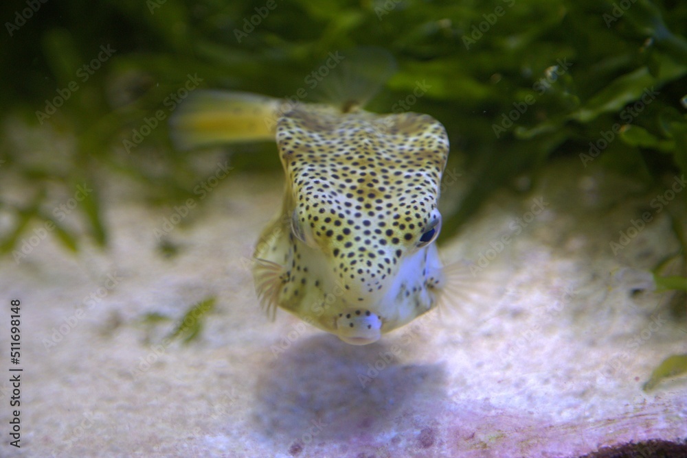 long-horned yellow body, cow fish yellow longhorn coachman, coachman ...